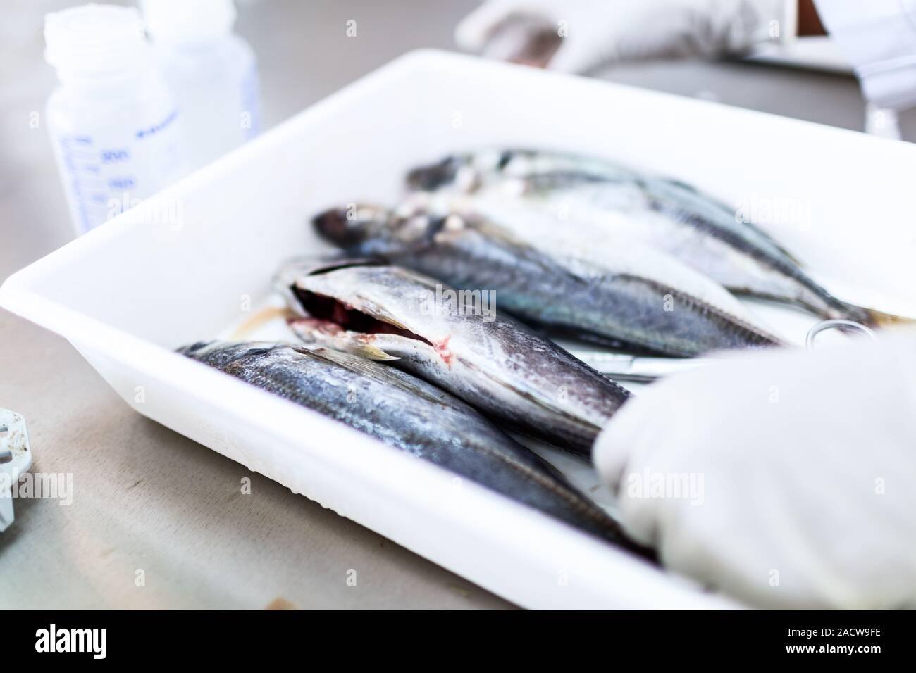 Fish to be tested in laboratory, quality test Stock Photo - Alamy