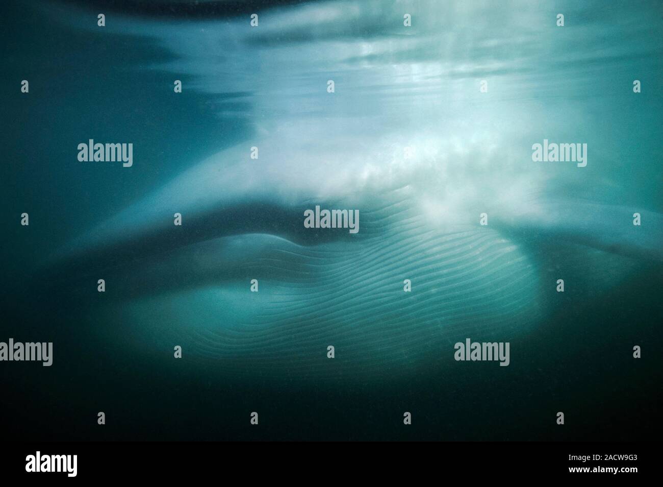 Blue whale (Balaenoptera musculus) head in plankton-rich water Stock ...
