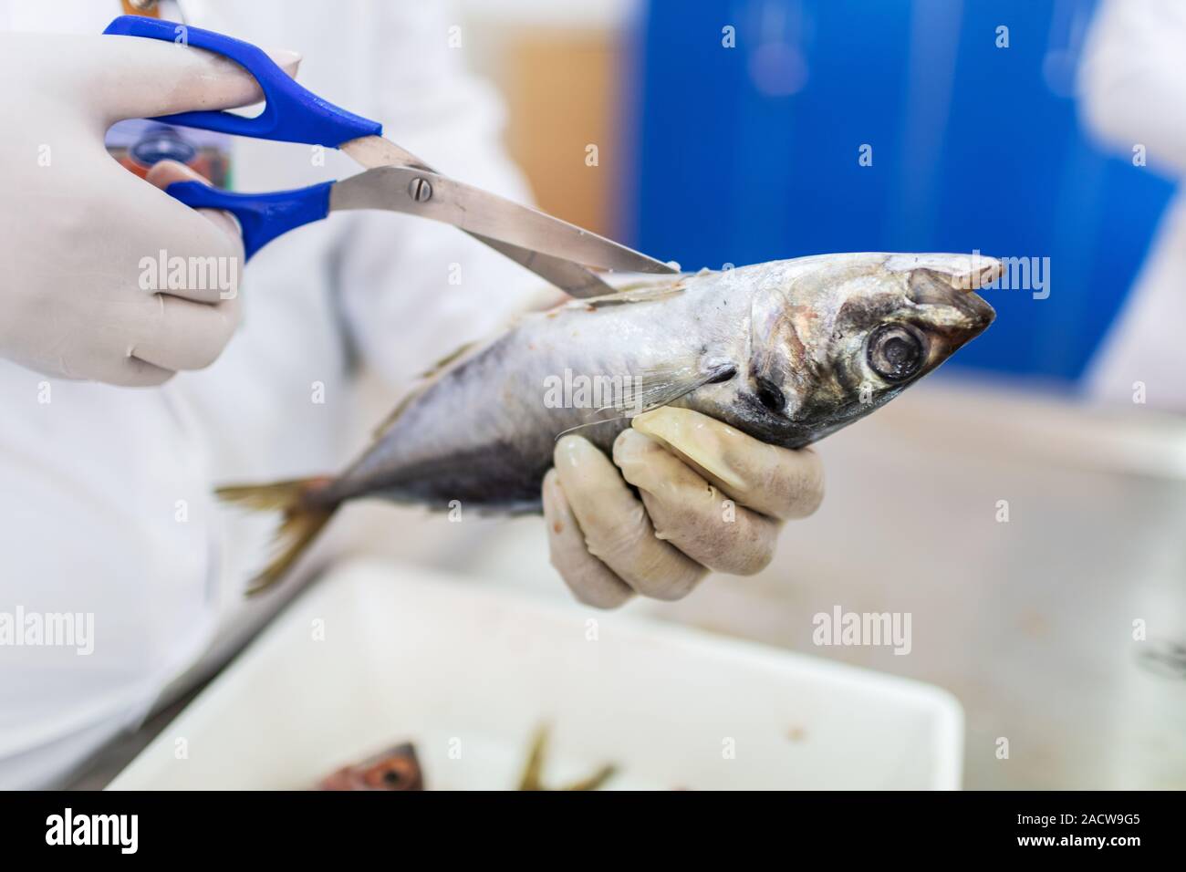 Fish to be tested in the laboratory, scissors Stock Photo - Alamy