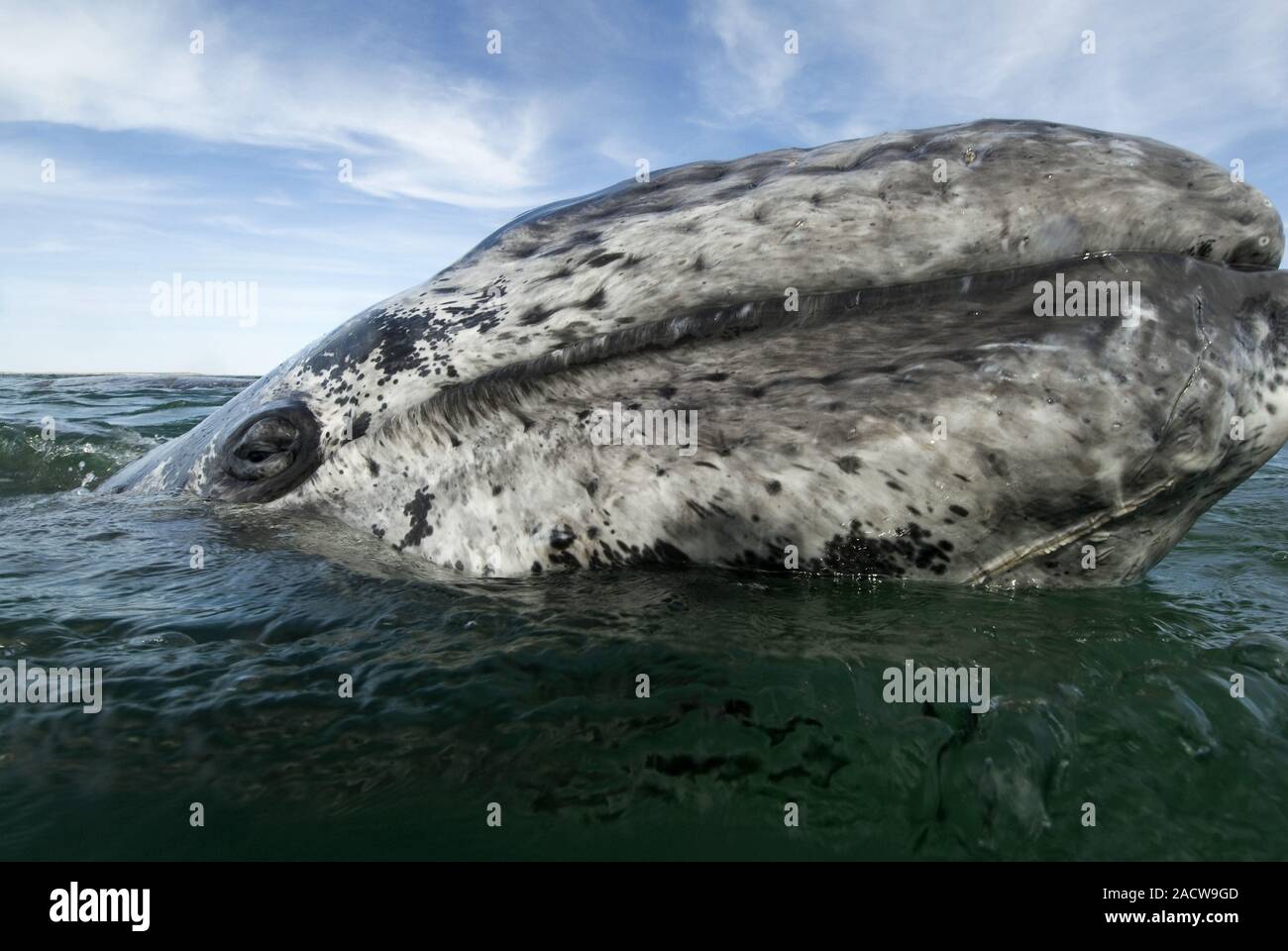 Grey whale (Eschrichtius robustus) head Stock Photo - Alamy