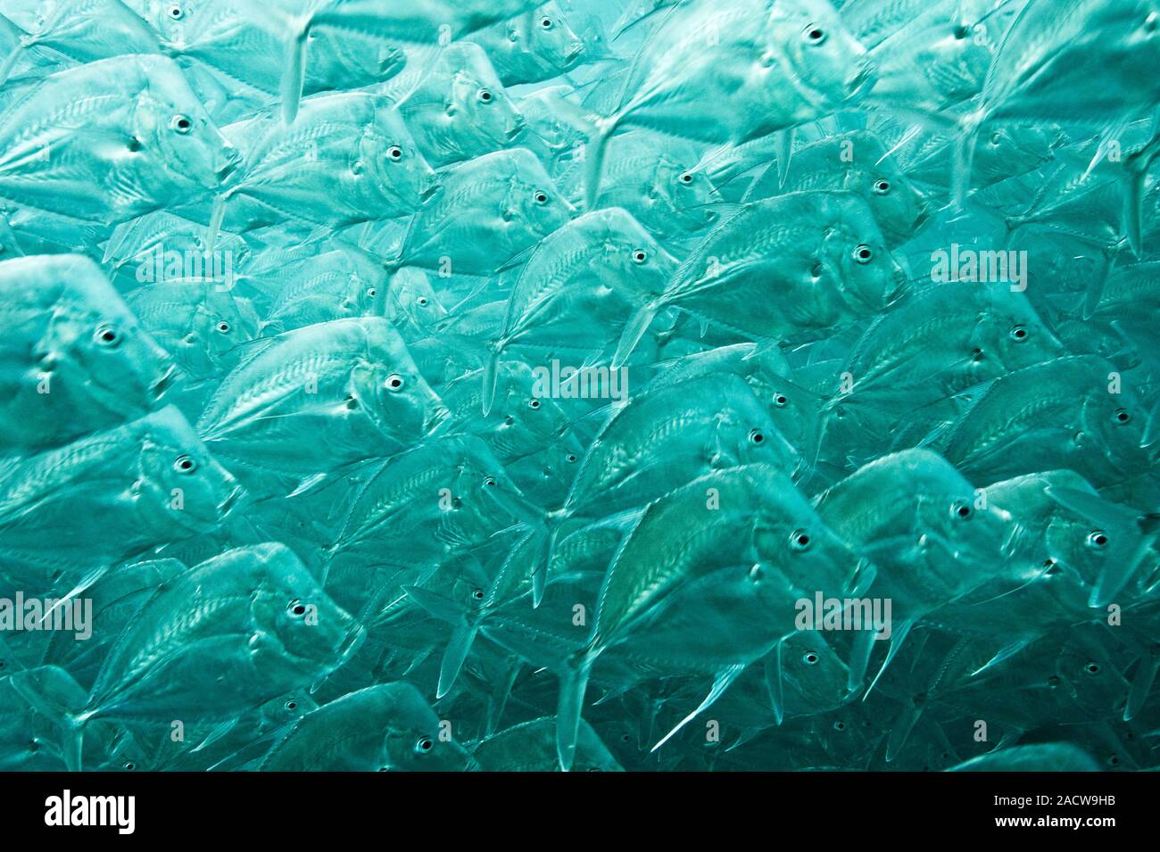 Mexican lookdown (Selene brevoortii) shoal. Photographed of the Islas ...
