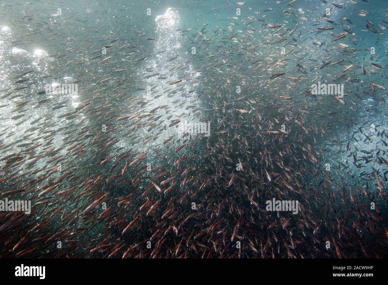 Common dolphins (Delphinus delphis) herding a shoal of fish Stock Photo ...