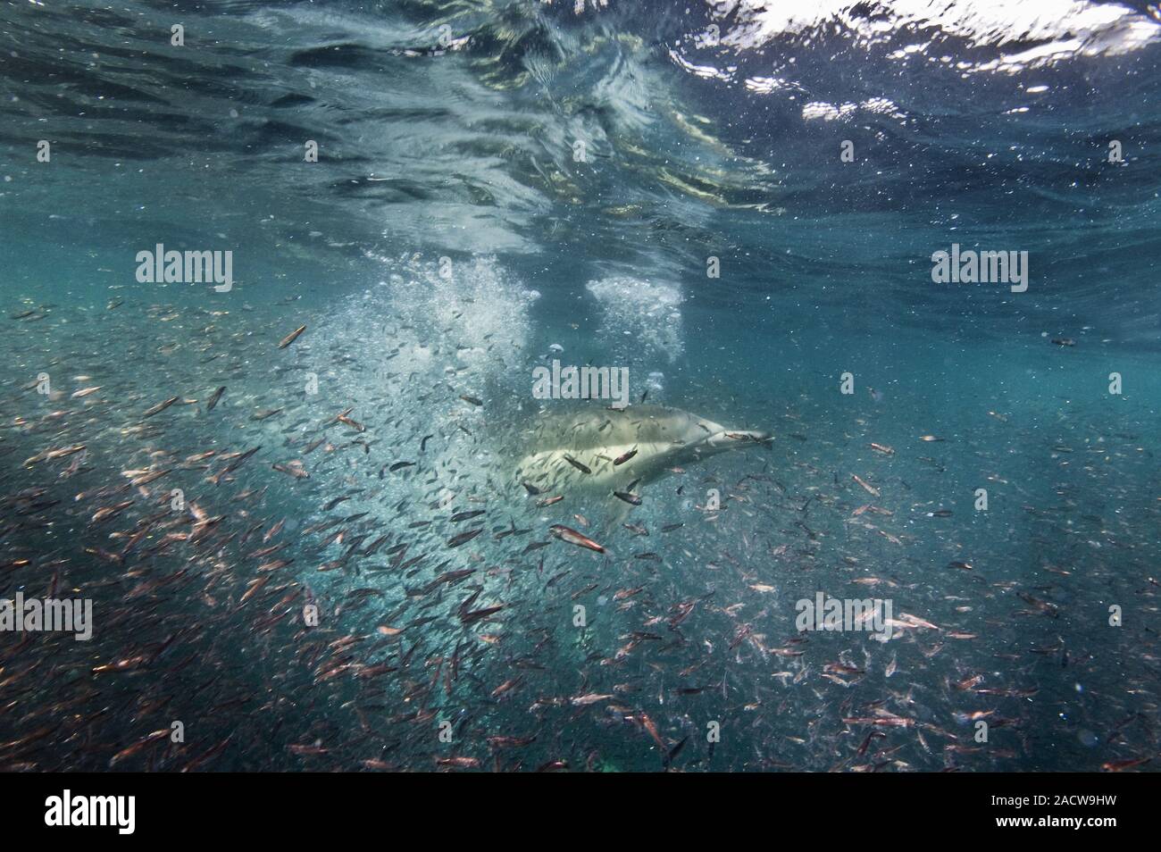 Common dolphins (Delphinus delphis) hunting a shoal of fish Stock Photo ...