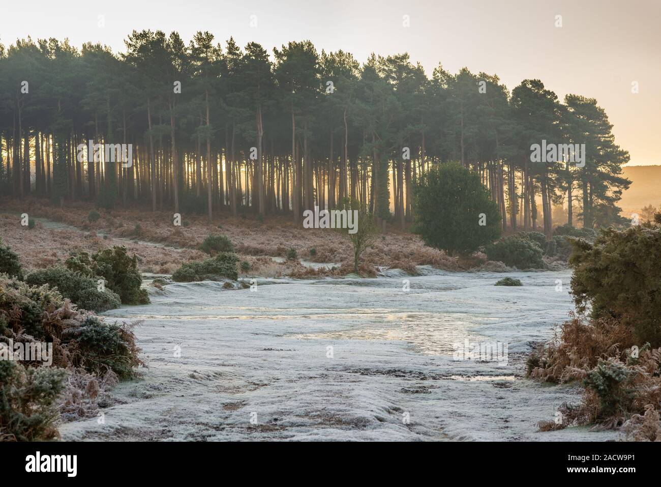 With pine trees foreground hi-res stock photography and images - Alamy