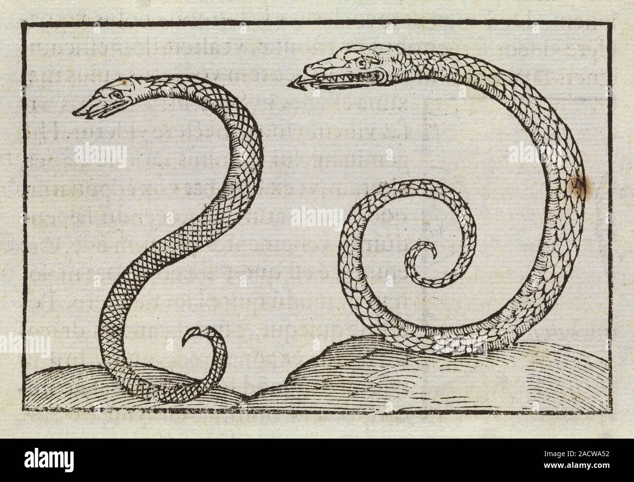 Snakes, 16th-century artwork. Artwork from 'Opera' (1580), a 1000-page ...