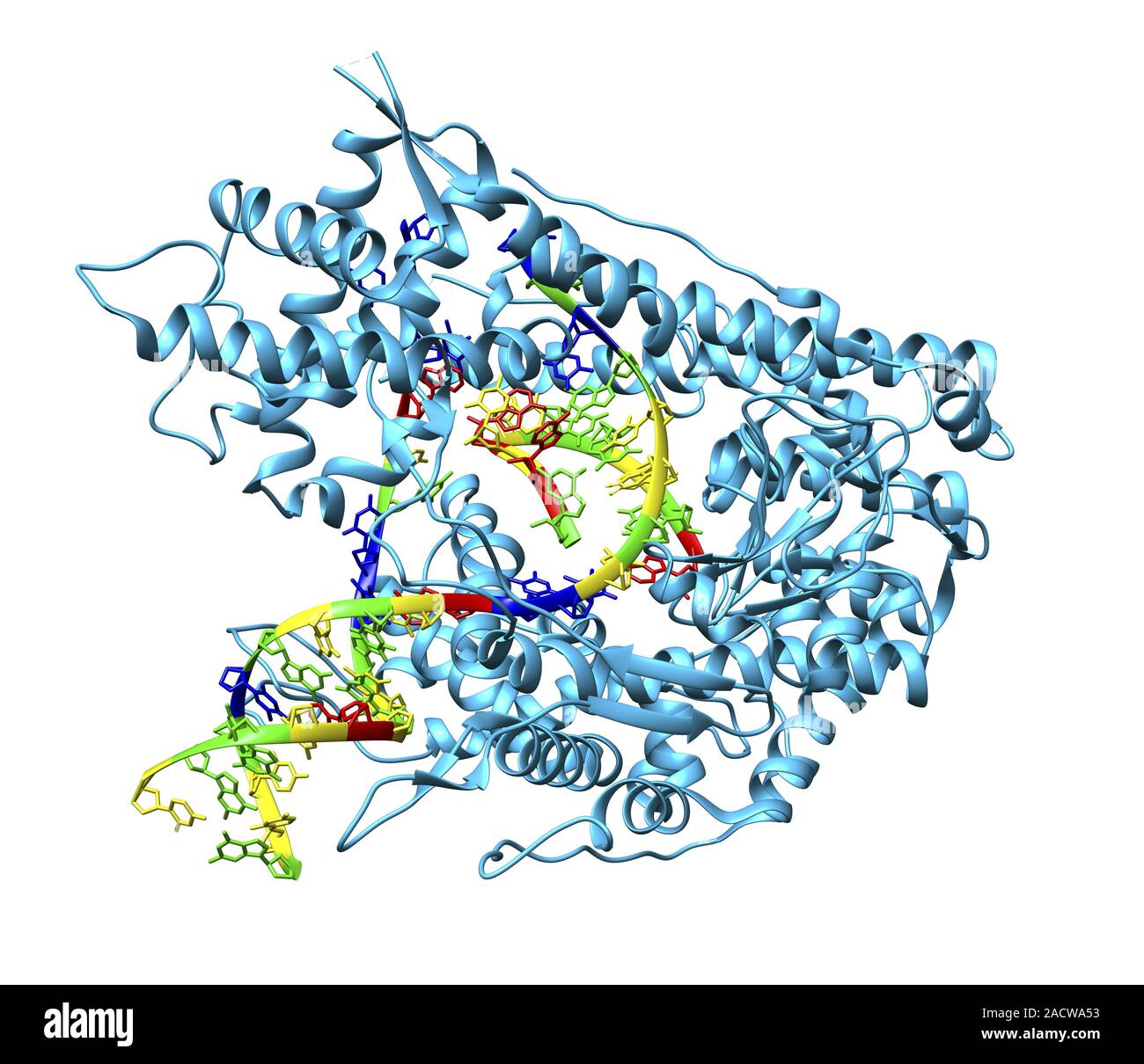 RNA polymerase. Molecular model of RNA polymerase (blue) with a ...