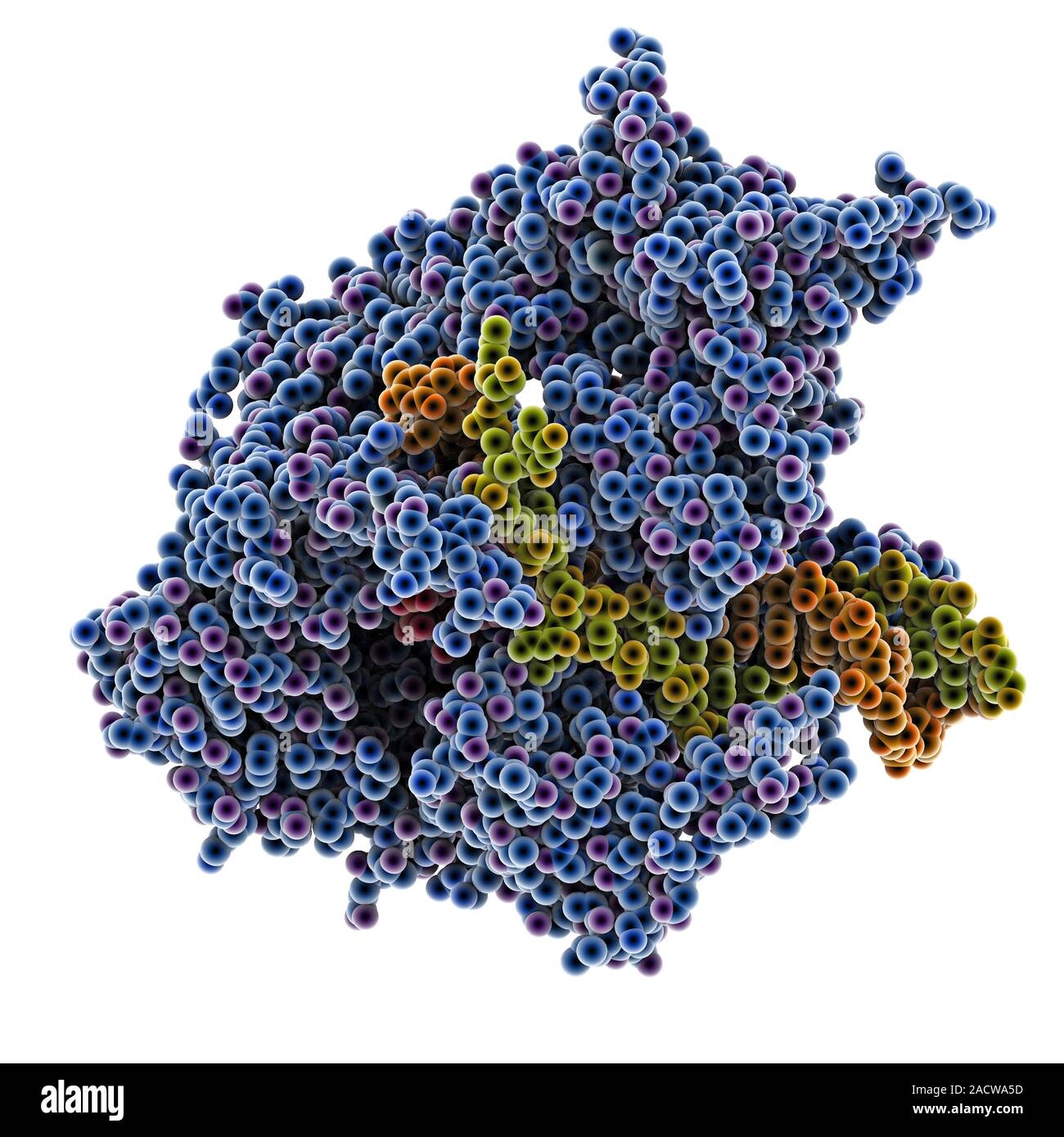 RNA polymerase. Molecular model of the alpha subunit of RNA polymerase ...