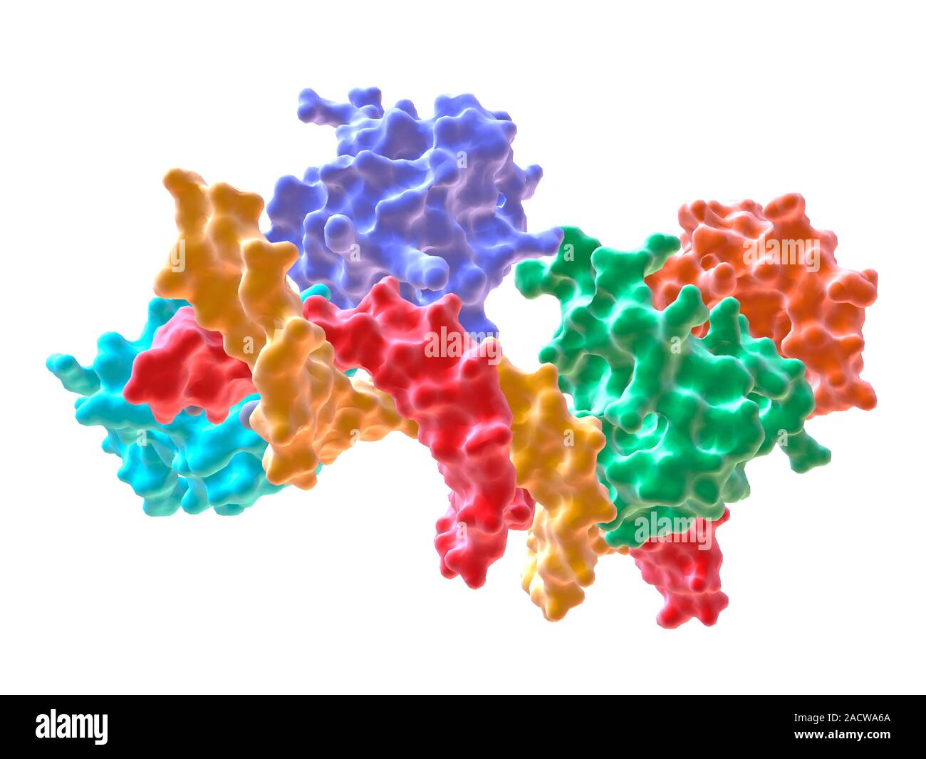 RNA polymerase. Molecular model of the alpha subunit of RNA polymerase ...