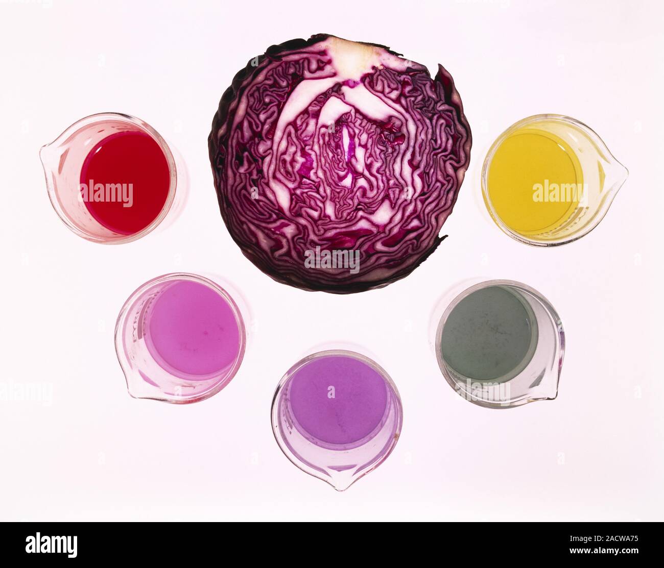 Plant acid-base indicator. Red cabbage contains a natural acid-base ...