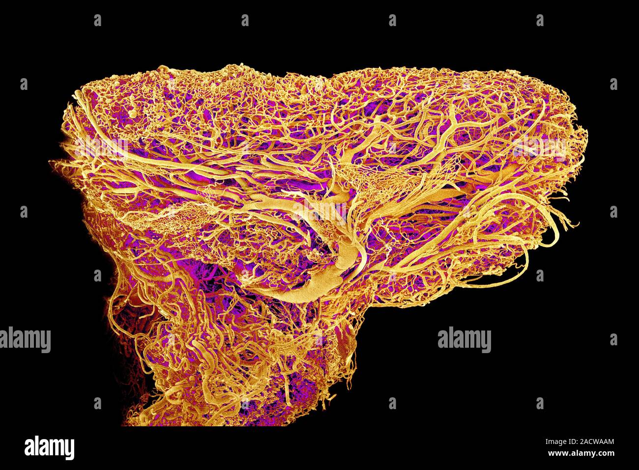 Blood vessels. Coloured scanning electron micrograph (SEM) of a resin ...