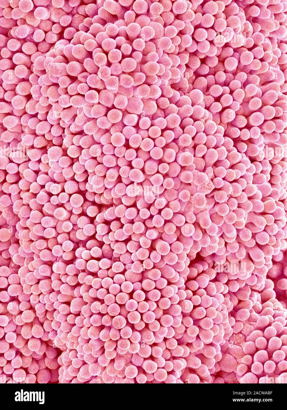 Bindweed flower stigma. Coloured scanning electron micrograph (SEM) of ...