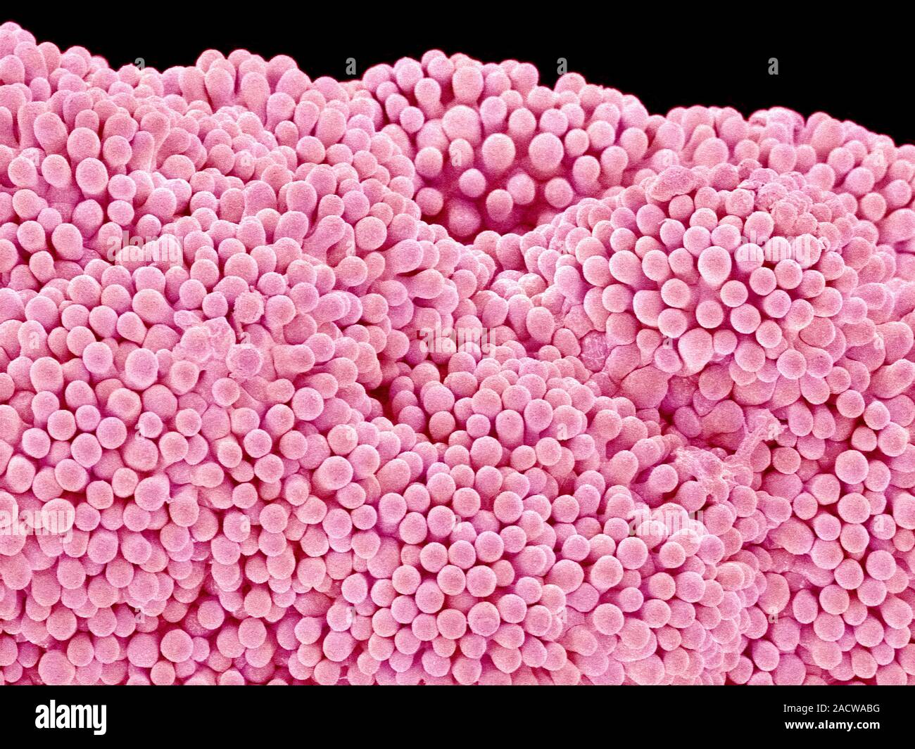 Bindweed flower stigma. Coloured scanning electron micrograph (SEM) of ...
