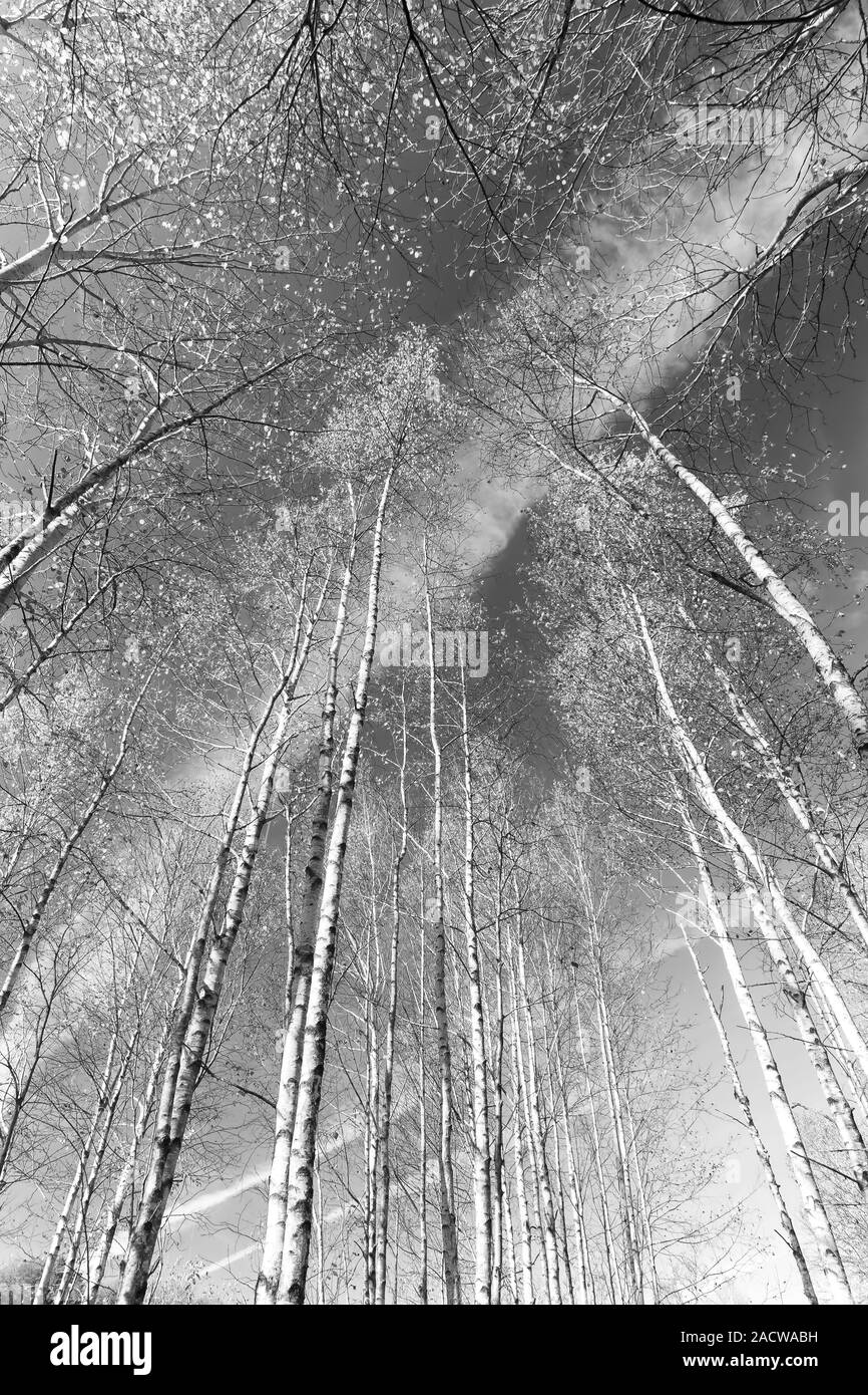 Closeup birch tree Black and White Stock Photos & Images - Alamy