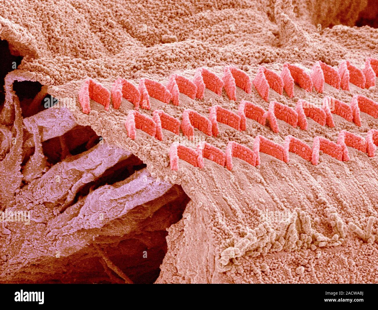 Sensory hair cells in ear. Coloured scanning electron micrograph (SEM ...