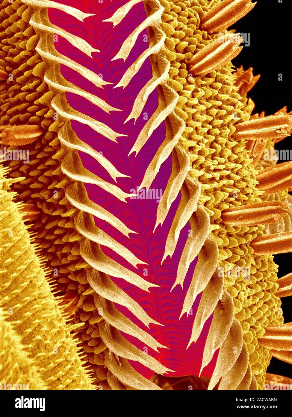 Moth proboscis. Coloured scanning electron micrograph (SEM) of the ...