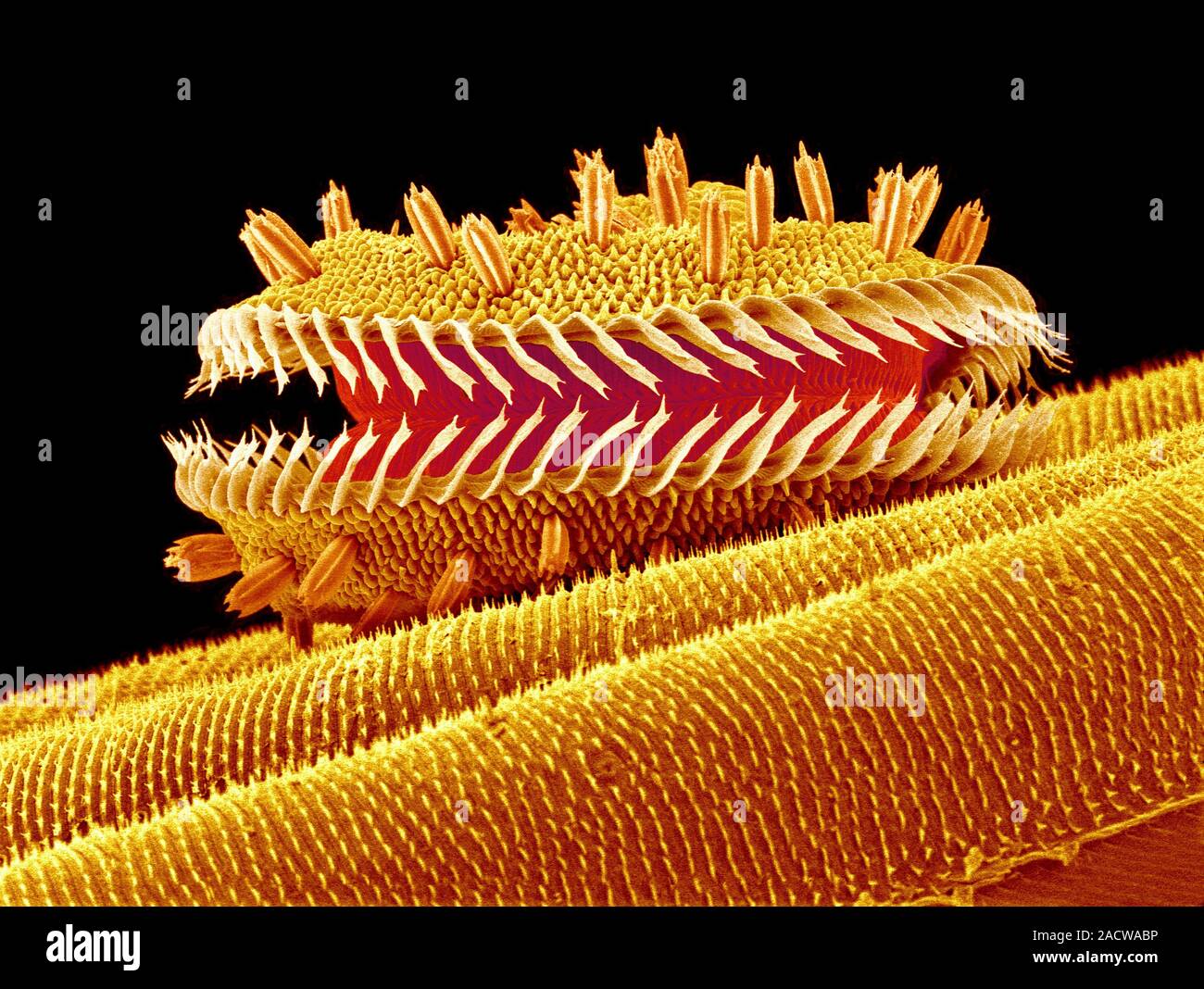 Moth proboscis. Coloured scanning electron micrograph (SEM) of the ...