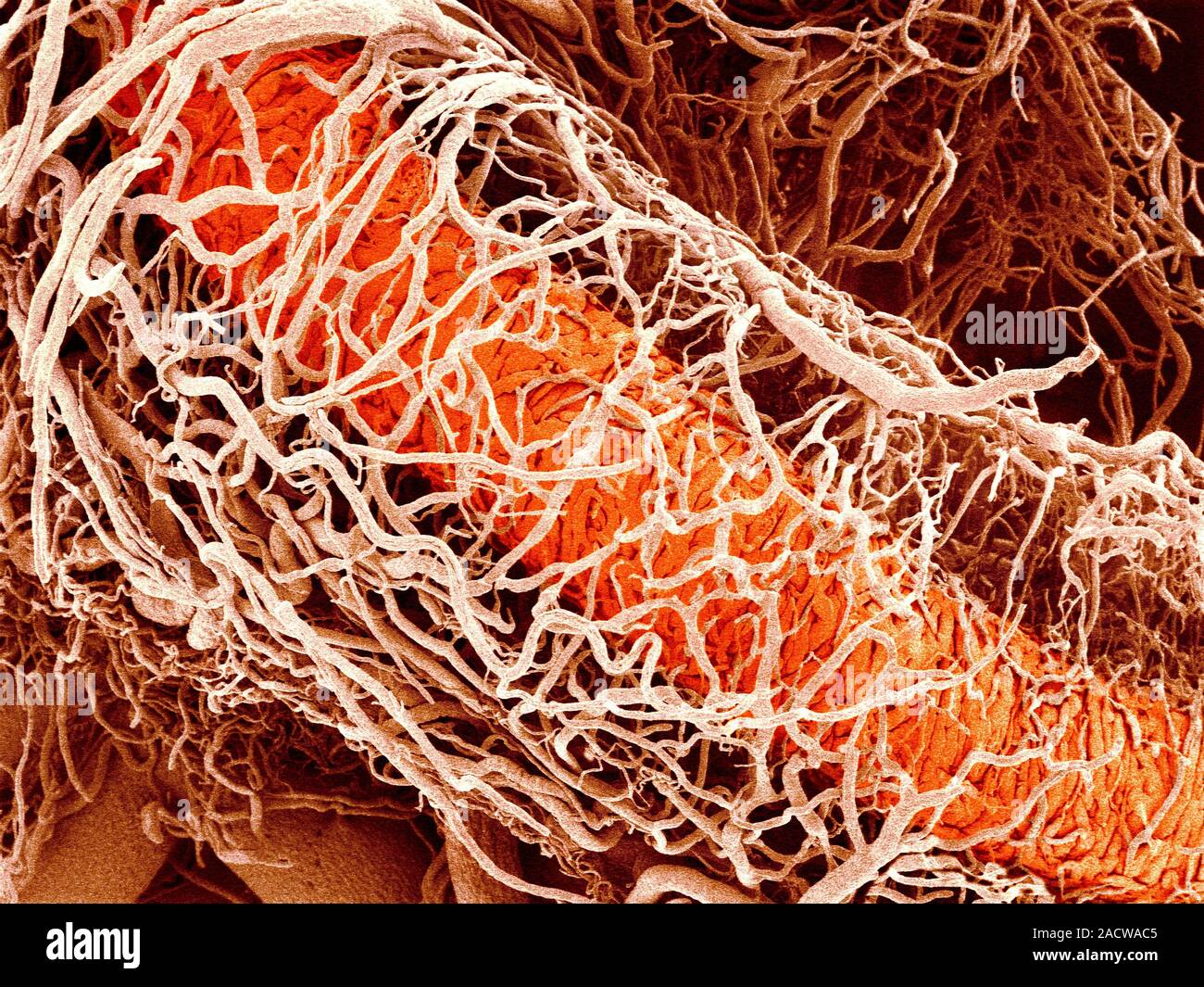 Blood supply to a testis, coloured scanning electron micrograph (SEM ...