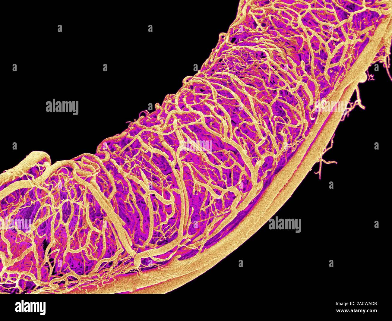 Blood supply to a testis, coloured scanning electron micrograph (SEM ...