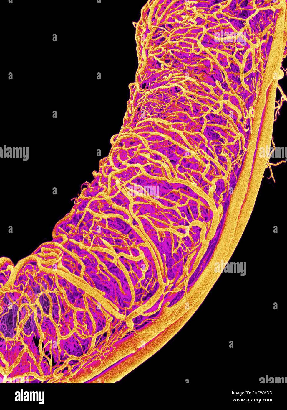 Blood supply to a testis, coloured scanning electron micrograph (SEM ...