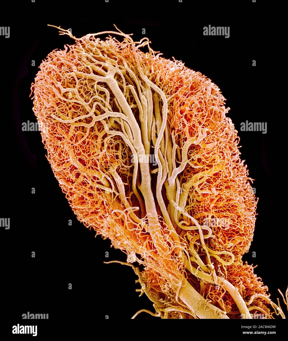 Blood vessels. Coloured scanning electron micrograph (SEM) of a resin ...
