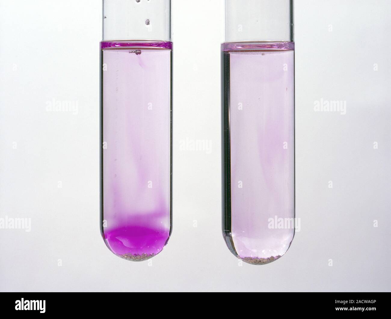 Reactivity of magnesium in water. Two test tubes containing magnesium ...