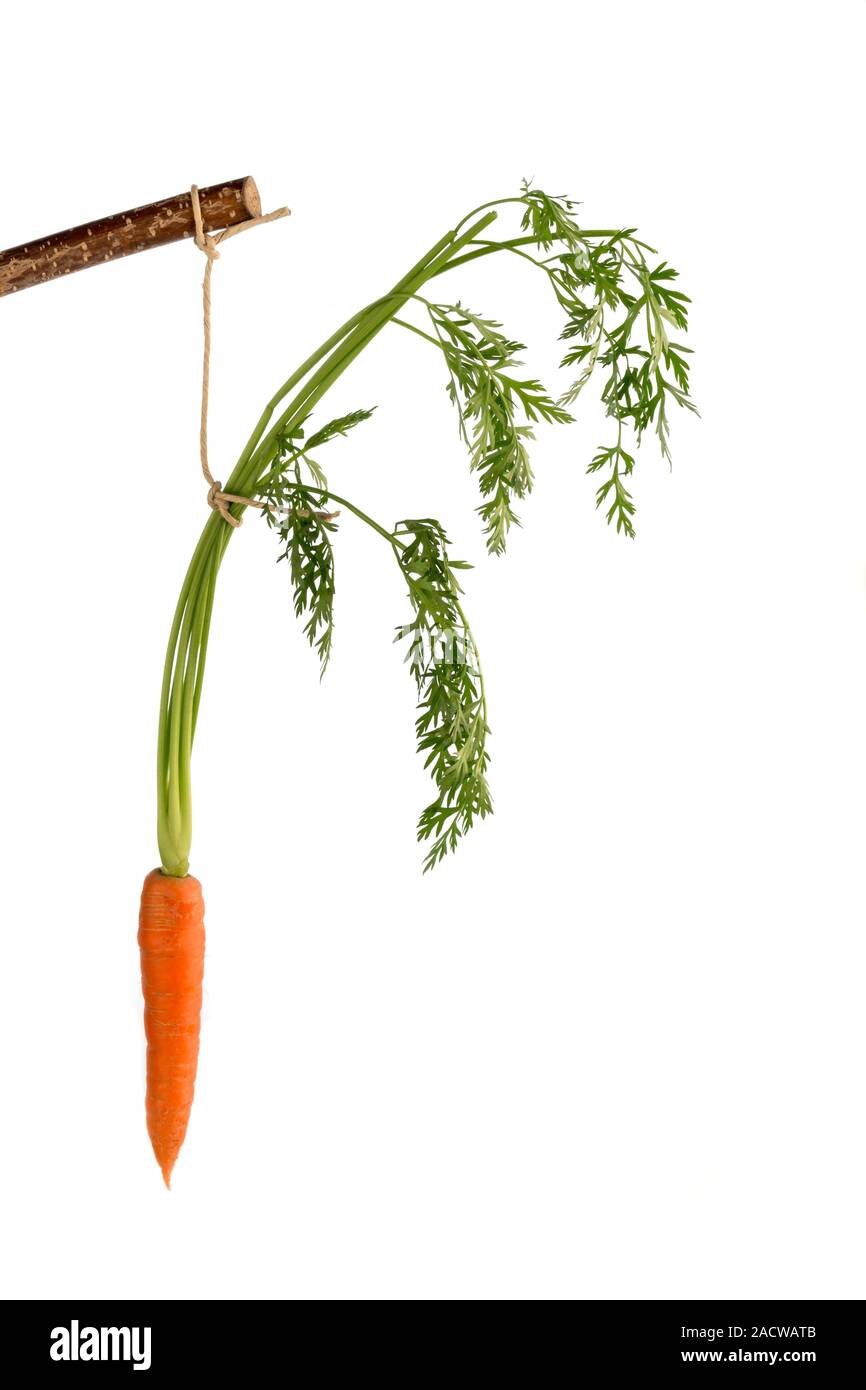 Fresh carrots on stick Stock Photo - Alamy