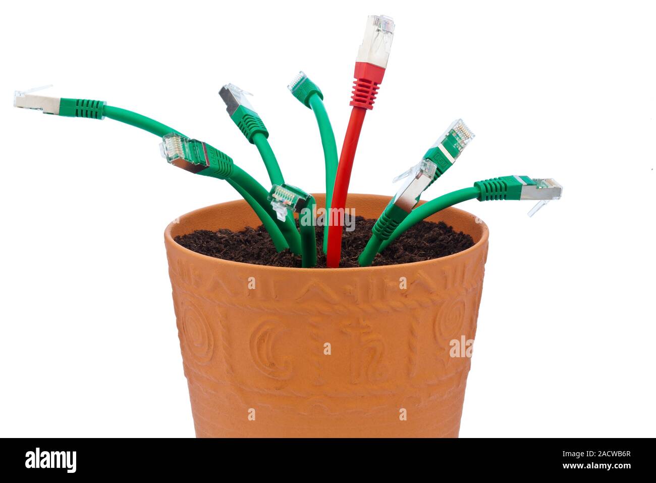 Network cable in flower pot Stock Photo - Alamy