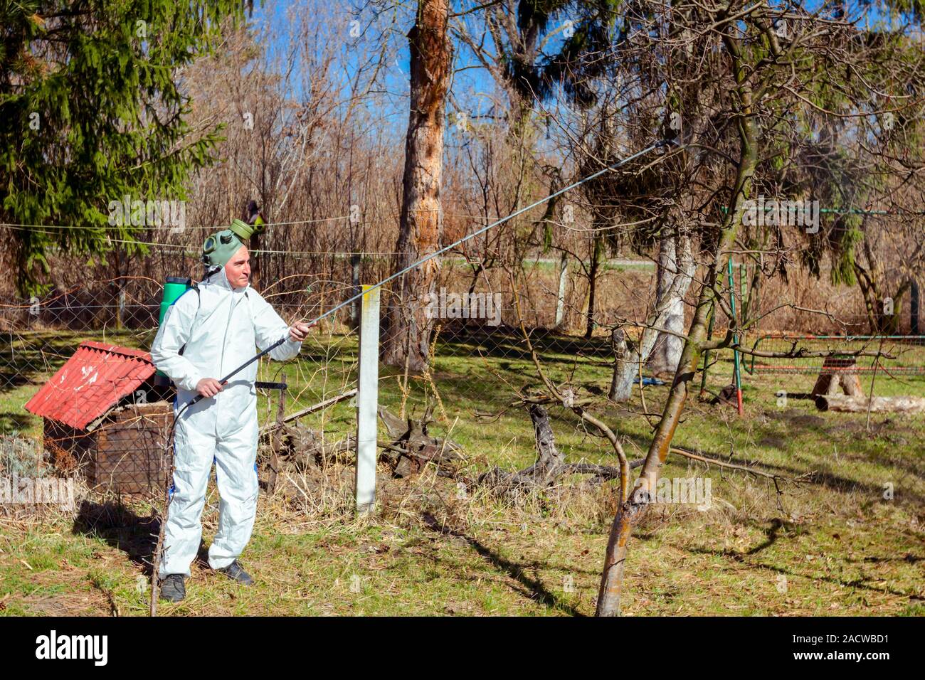 Farmer in protective clothing and gas mask sprays of fruit trees in ...