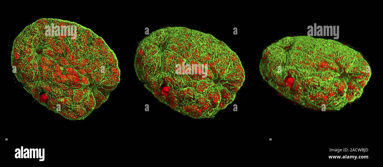 Mitosis Rotated 3d Structured Illumination Micrographs 3d Sim Of The