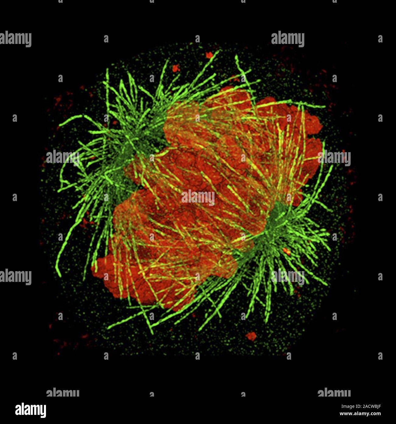 Mitosis 3d Structured Illumination Micrograph Of The Nucleus Of A