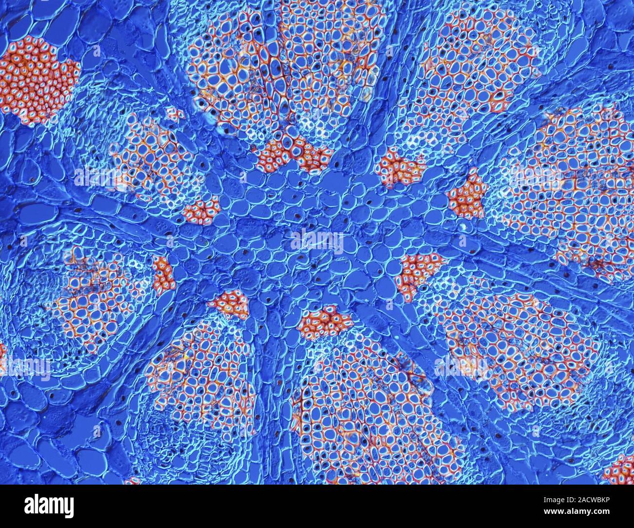 Mistletoe stem.Normarski differential interference contrast (DIC) light ...