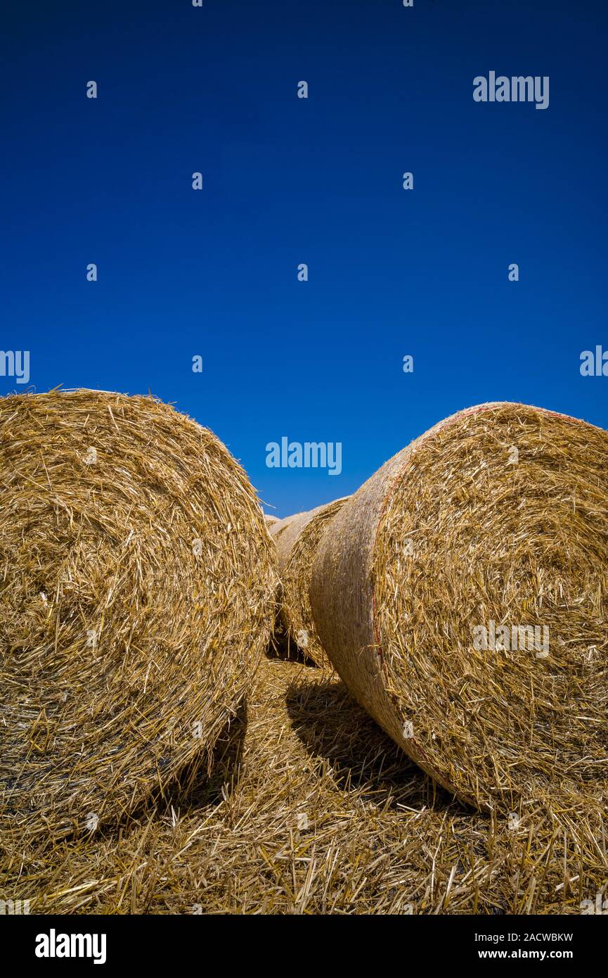 Grain bales from straw Stock Photo - Alamy