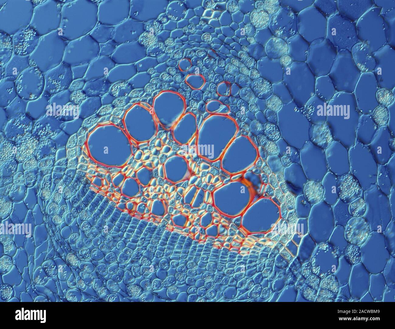 High magnification detail of an Aristolochia (birthwort) sprout, cross ...