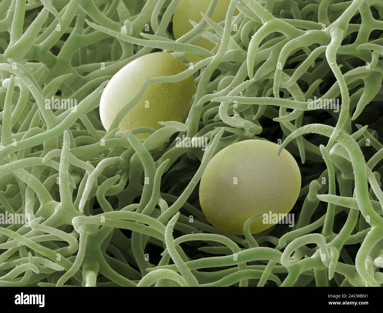 Scanning electron micrograph (SEM) of a leaf of the Rosemary plant ...