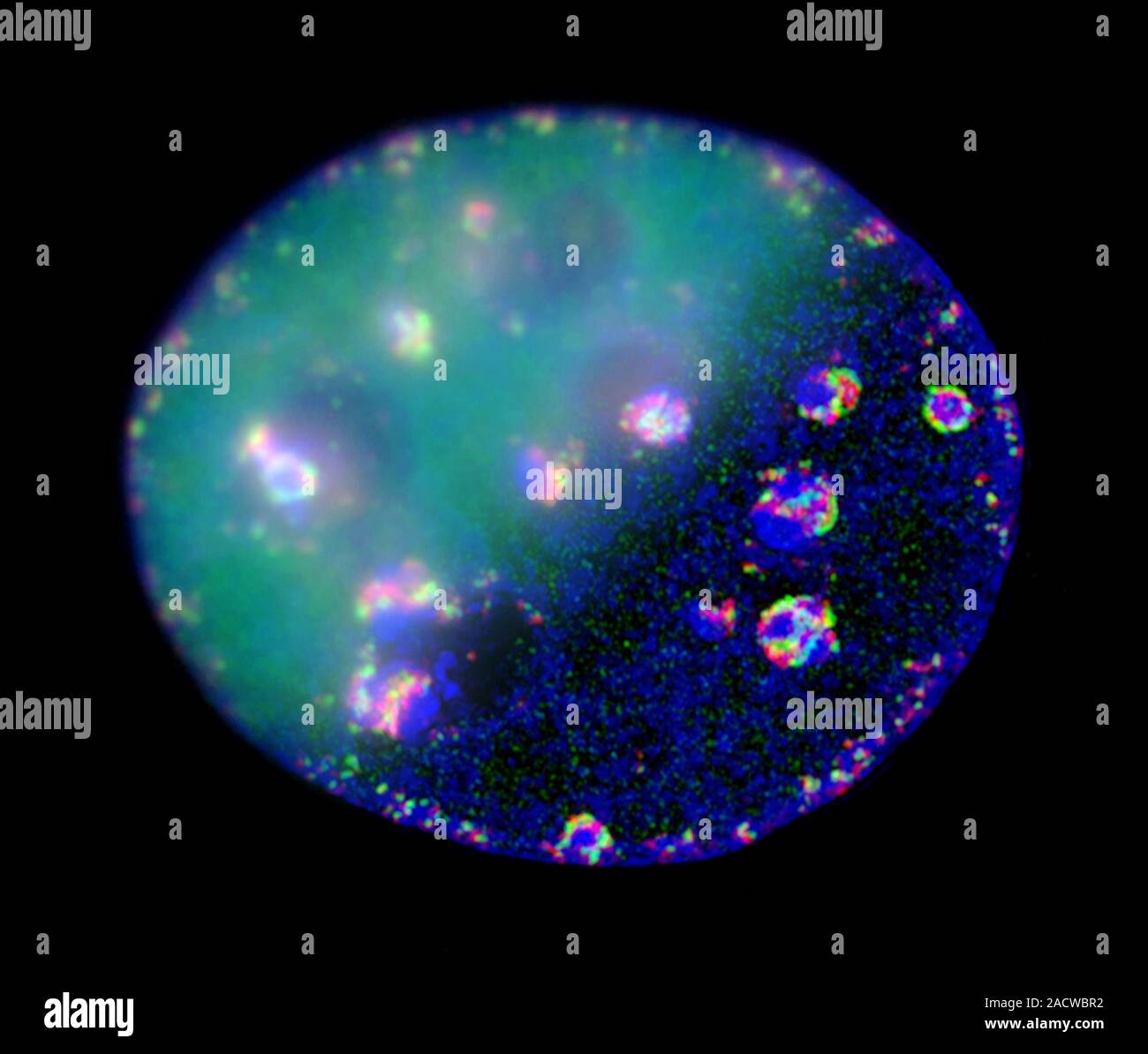 DNA replication. 3D-structured illumination micrograph of the nucleus ...