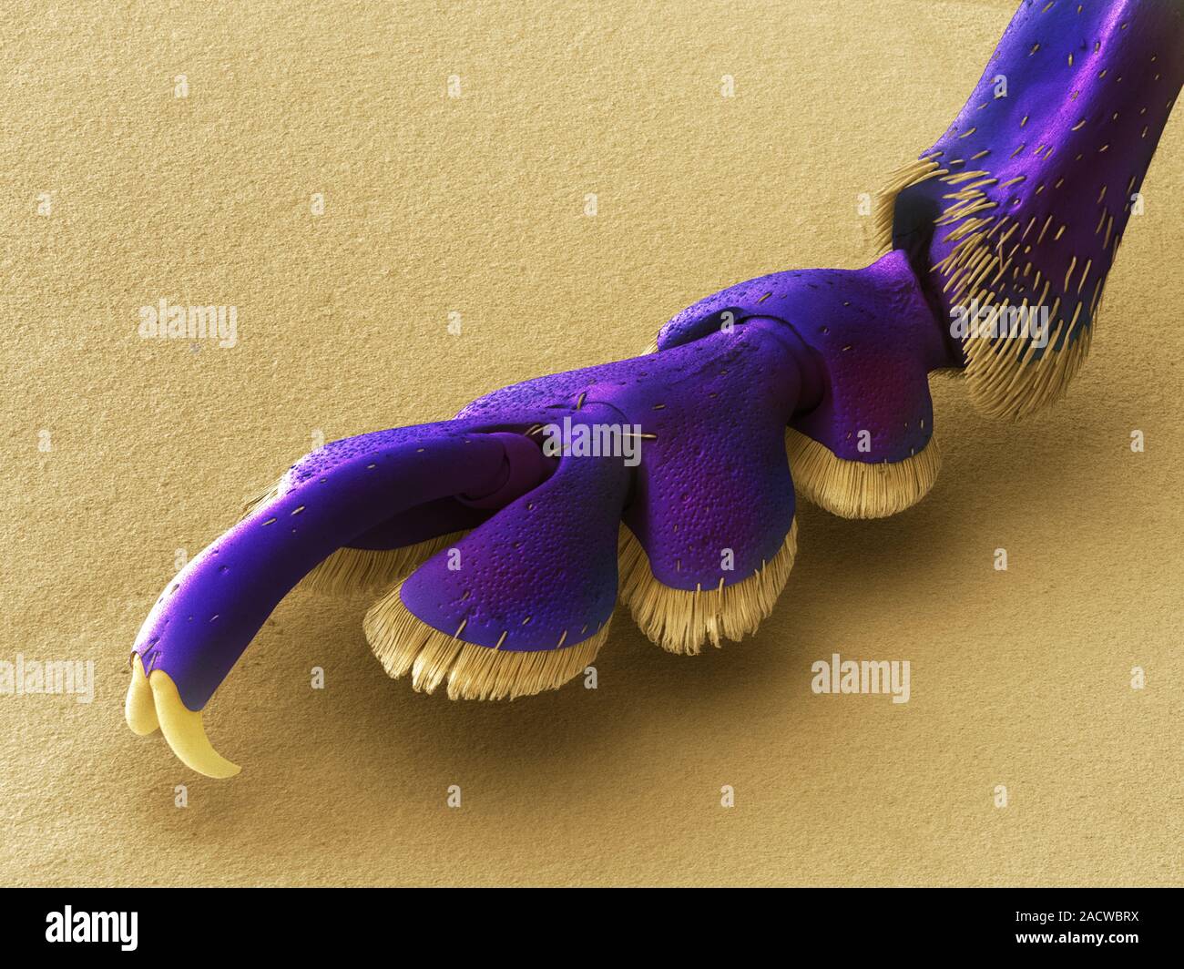 Detail of a beetle foot. Scanning electron micrograph of the foot and ...
