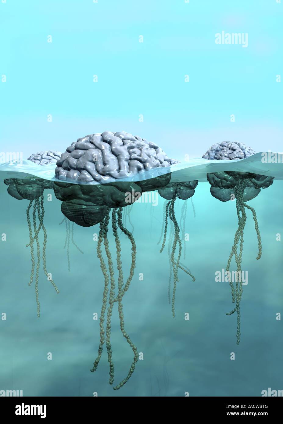 This image may not be used in educational posters Brains as jellyfish ...