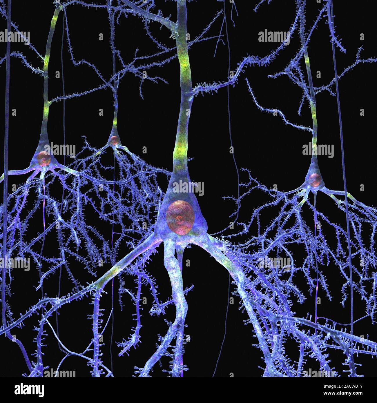 This image may not be used in educational posters This image may not be ...