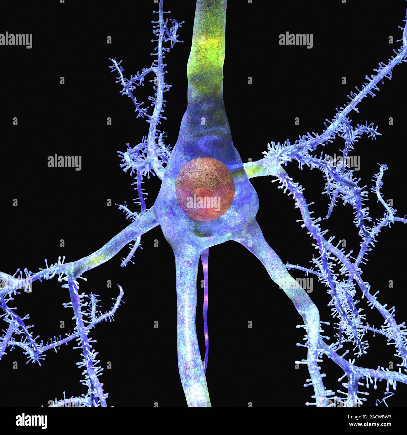 This image may not be used in educational posters Pyramidal cell in the ...