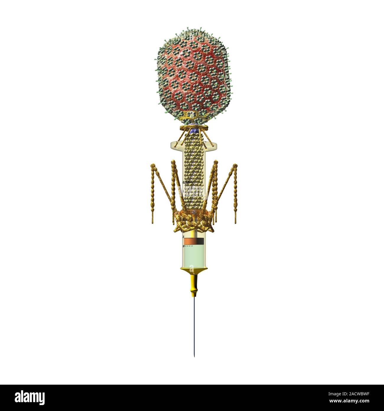 This image may not be used in educational posters Phage therapy syringe. Conceptual artwork of a ...