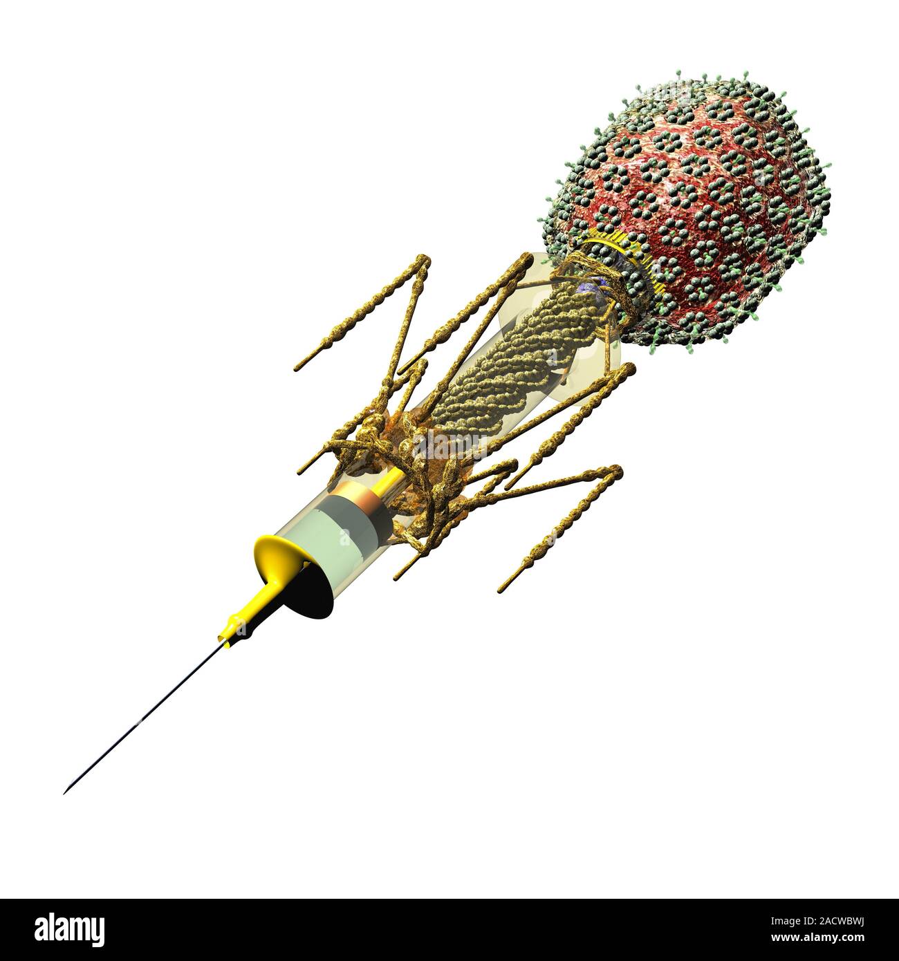 This image may not be used in educational posters Phage therapy syringe. Conceptual artwork of a ...