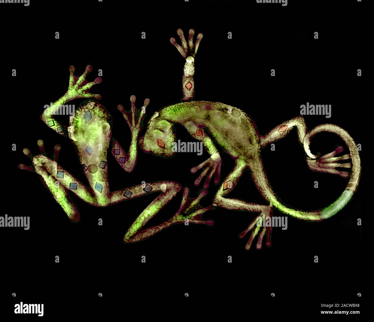 Lizard and frog, coloured X-ray Stock Photo - Alamy