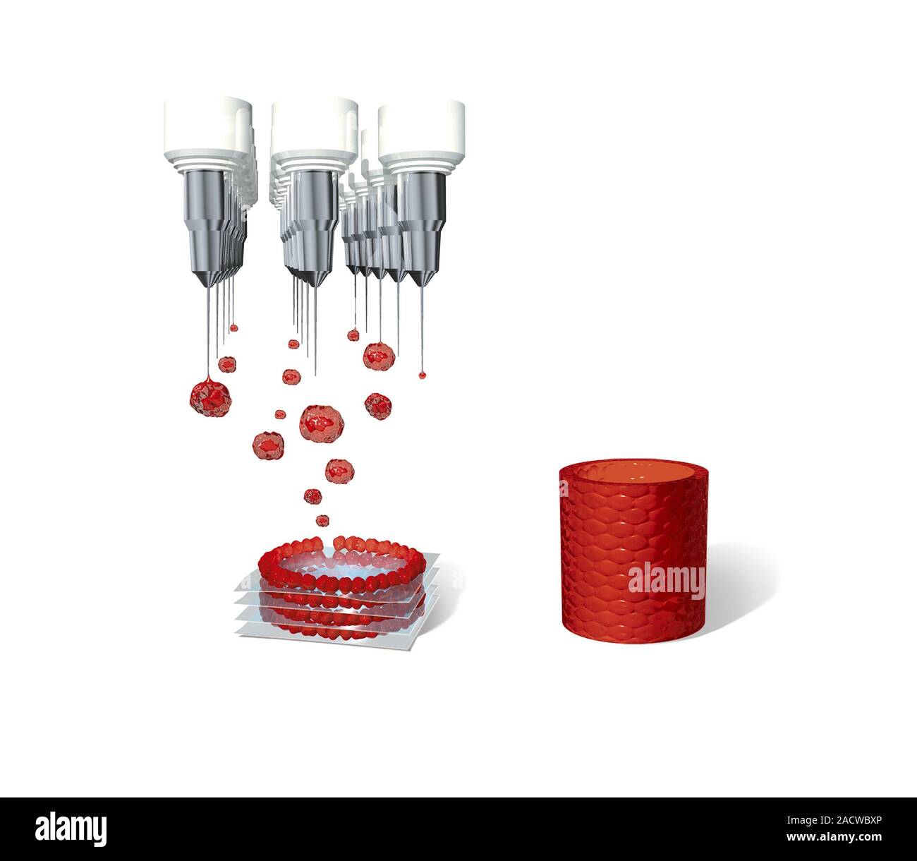 3D organ printer, artwork. Organ printing is a proposed organ ...