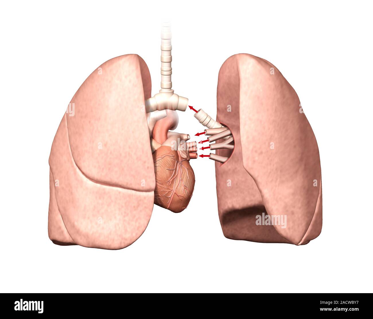 Lung operation. Artwork of the lungs, showing the connections for its ...