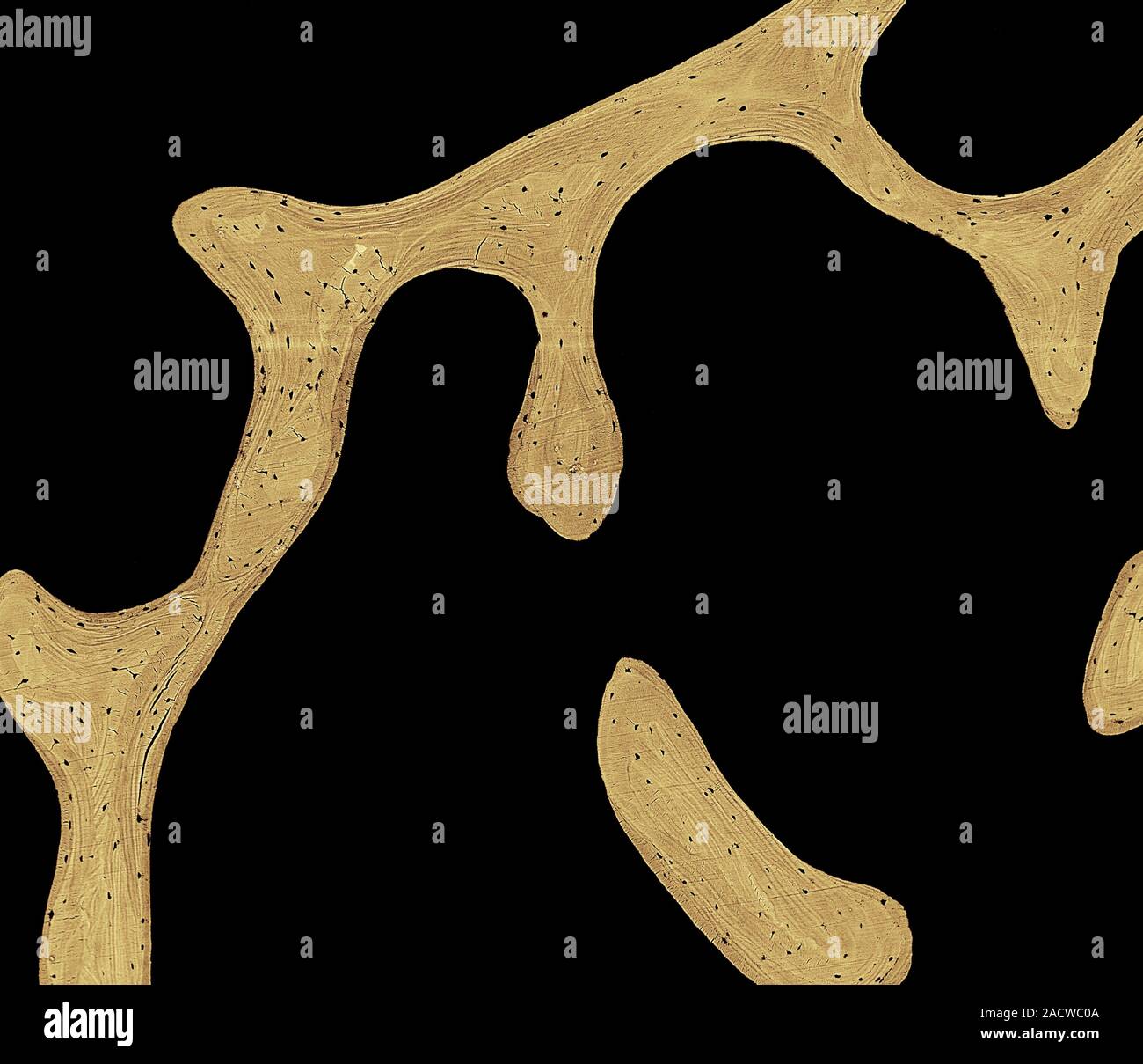 False-coloured Scanning Electron Micrograph of a cross-section through ...