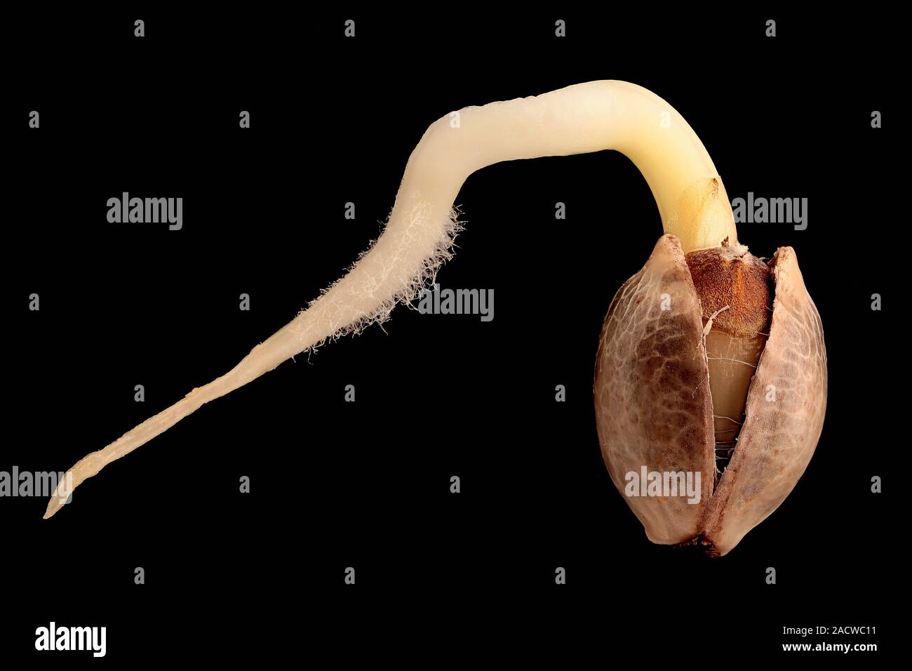 Cannabis germination. Light micrograph of the radicle, or primary root ...