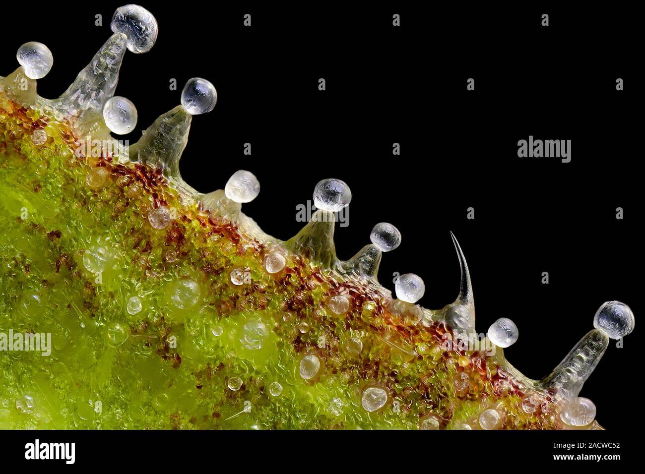 Cannabis trichomes. Light micrograph of glandular trichomes ...