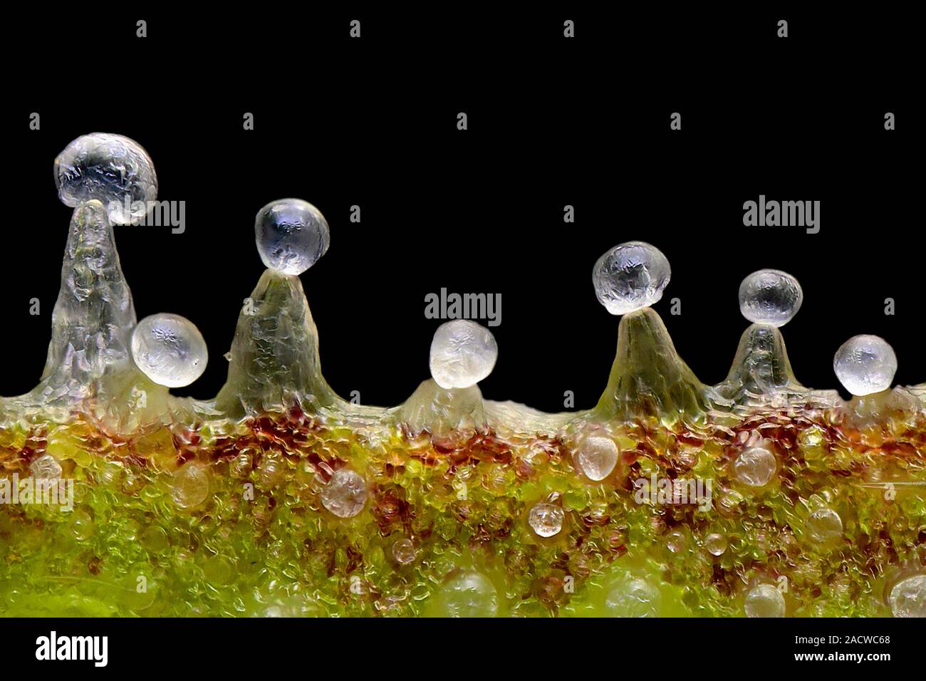 Cannabis trichomes. Light micrograph of glandular trichomes ...