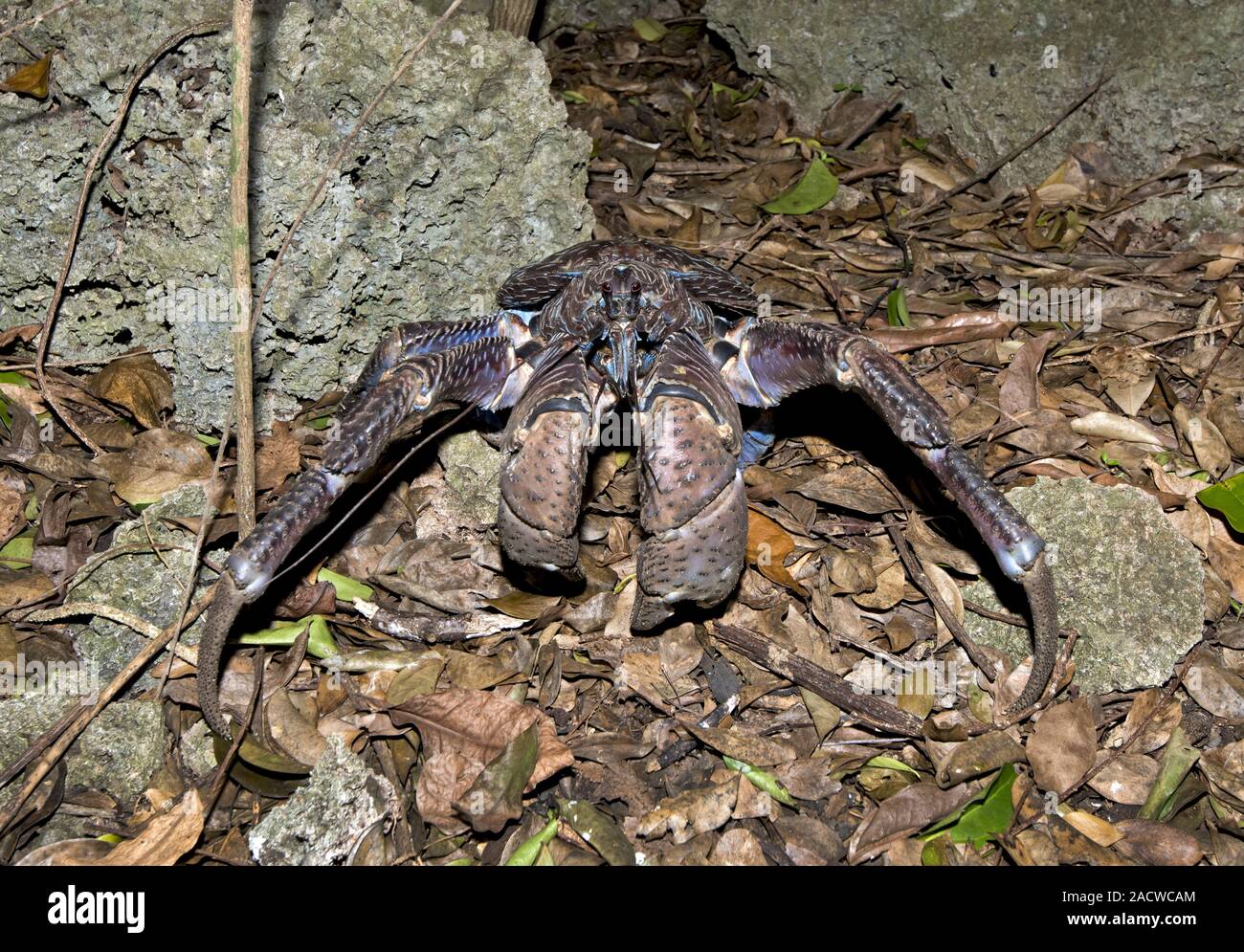 The Coconut Crab (Birgus latro) is the largest land-living arthropod in ...