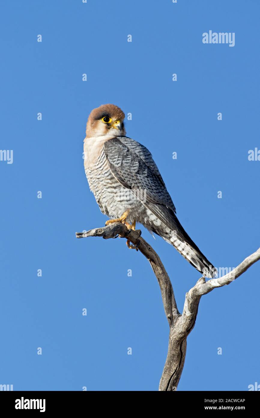 The Red-necked Falcon or Red-headed Merlin (Falco chicquera) is a bird ...